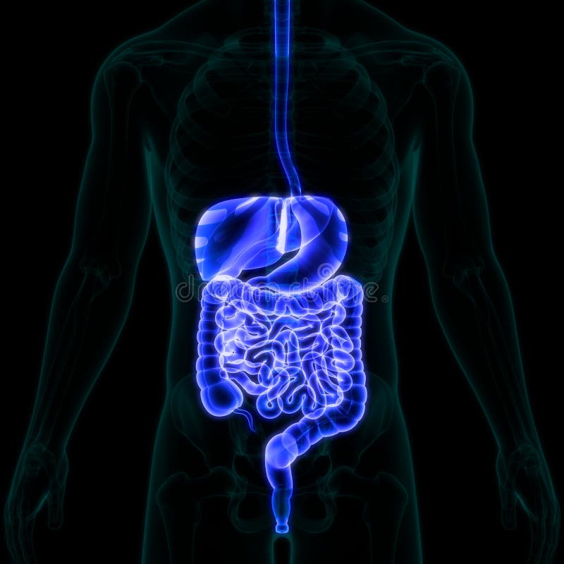Human Internal Organs Complete Digestive System Anatomy Stock ...