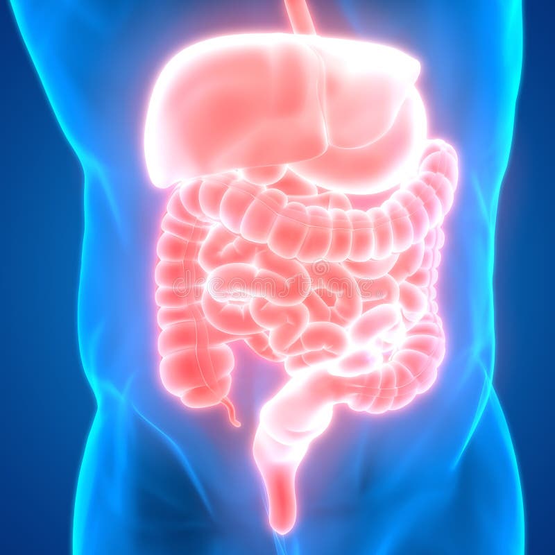 Human Internal Organs Digestive System Anatomy Stock Illustration ...