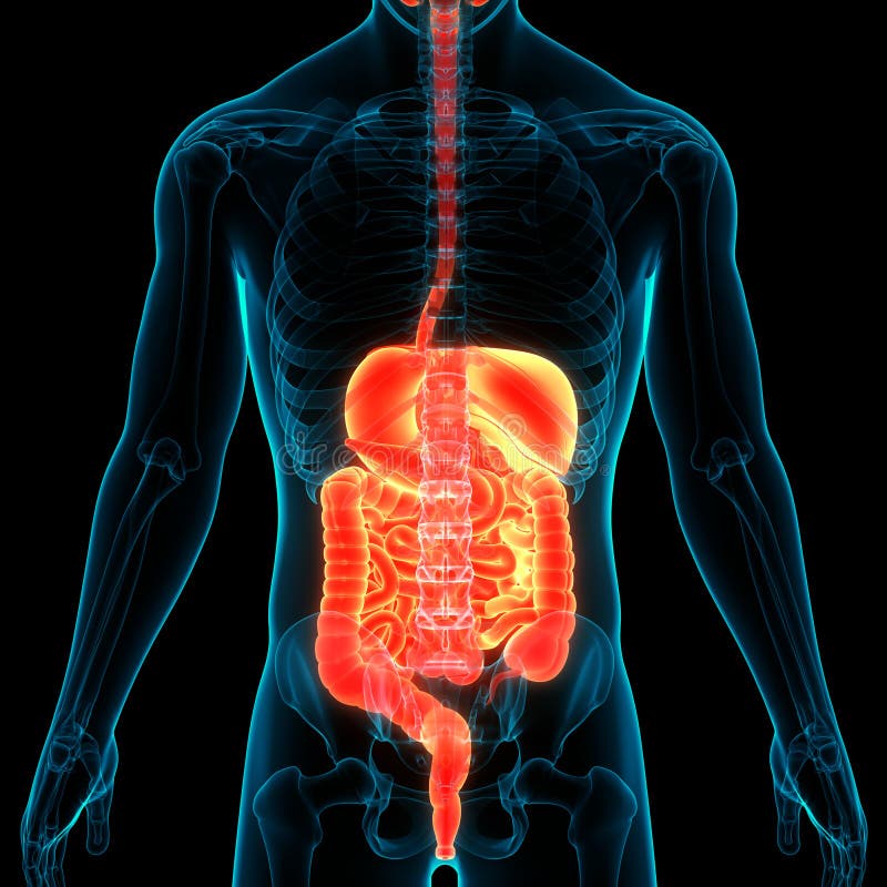 Human Internal Organs Digestive System Anatomy Stock Illustration ...
