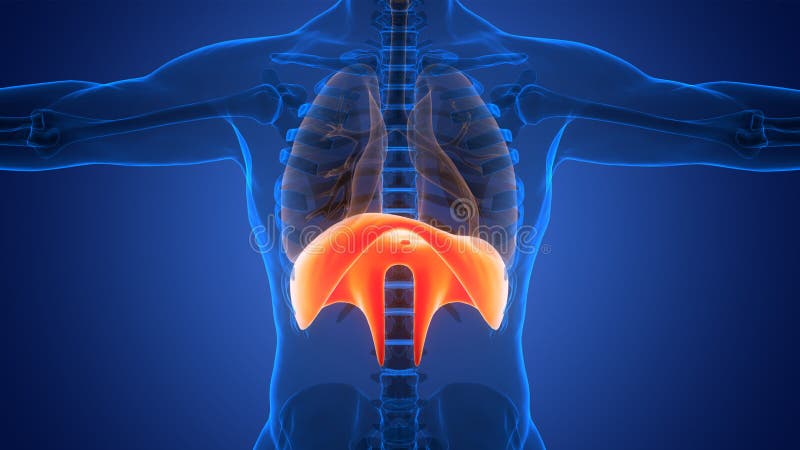 Human Internal Organs Respiratory System Diaphragm Anatomy Stock ...