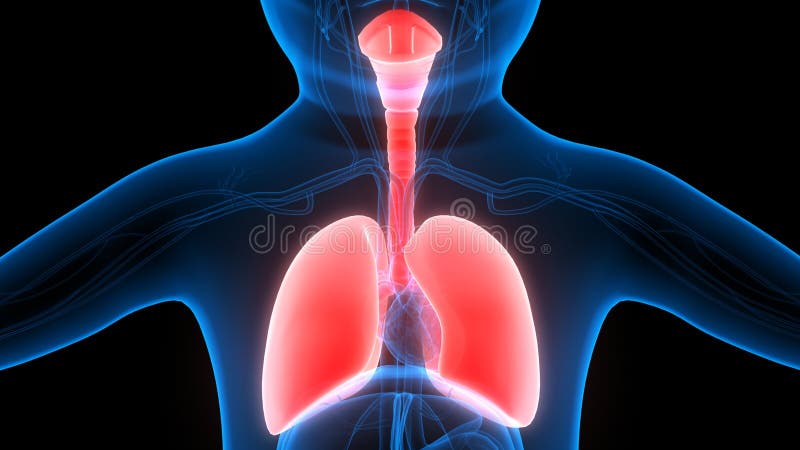 Human Internal Organs Respiratory System Lungs Anatomy Stock ...