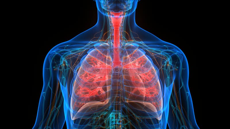 Human Internal Organs Respiratory System Lungs Anatomy Stock ...