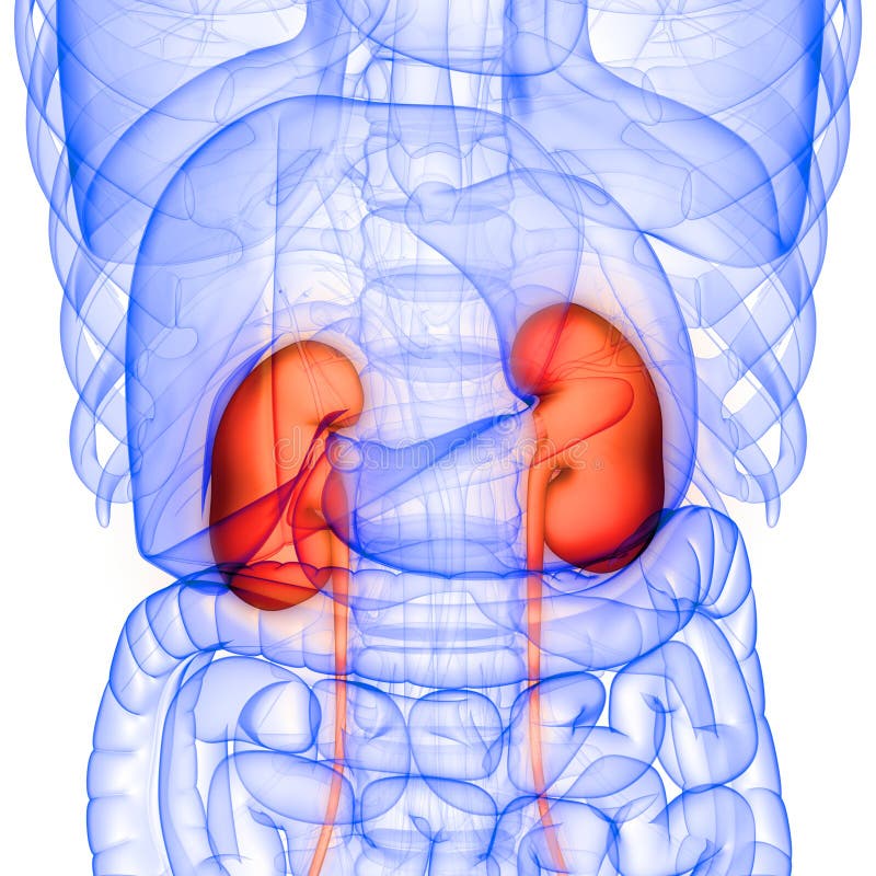 Human Internal Organs Urinary System Kidneys Anatomy X-ray 3D Rendering ...