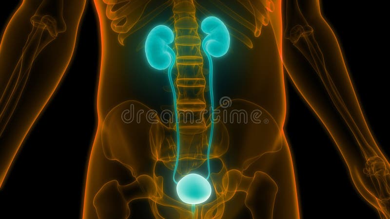 Human Internal Organs Urinary System Kidneys with Bladder Anatomy Stock ...