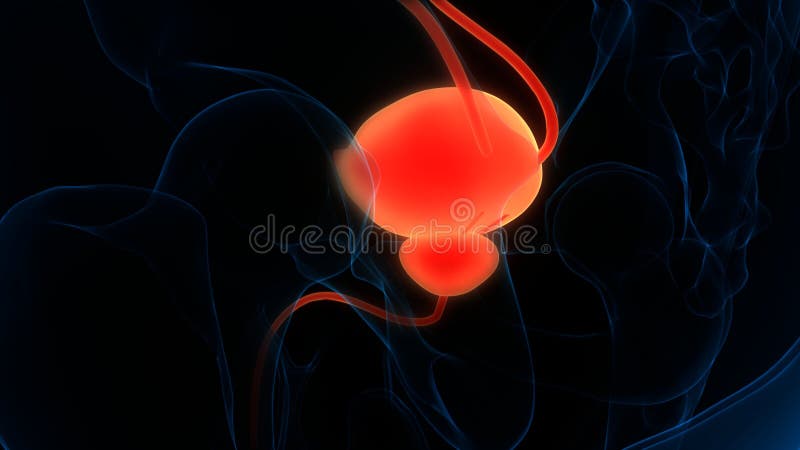 Human Internal Organs Urinary System Kidneys with Bladder Anatomy Stock ...