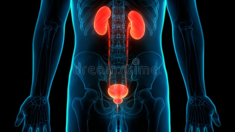 Human Internal Organs Urinary System Kidneys with Bladder Anatomy Stock ...