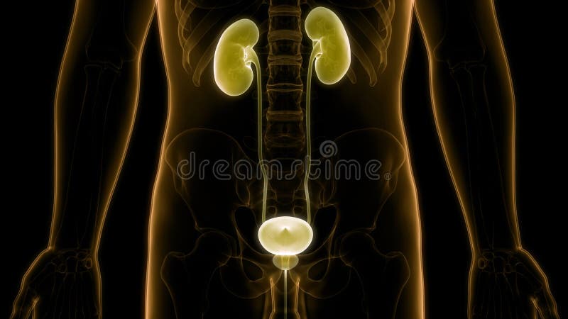 Human Internal Organs Urinary System Kidneys with Bladder Anatomy Stock ...