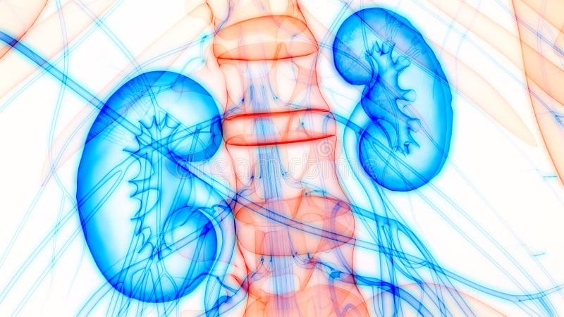 Human Internal Organs Urinary System Kidneys with Bladder Anatomy Stock ...