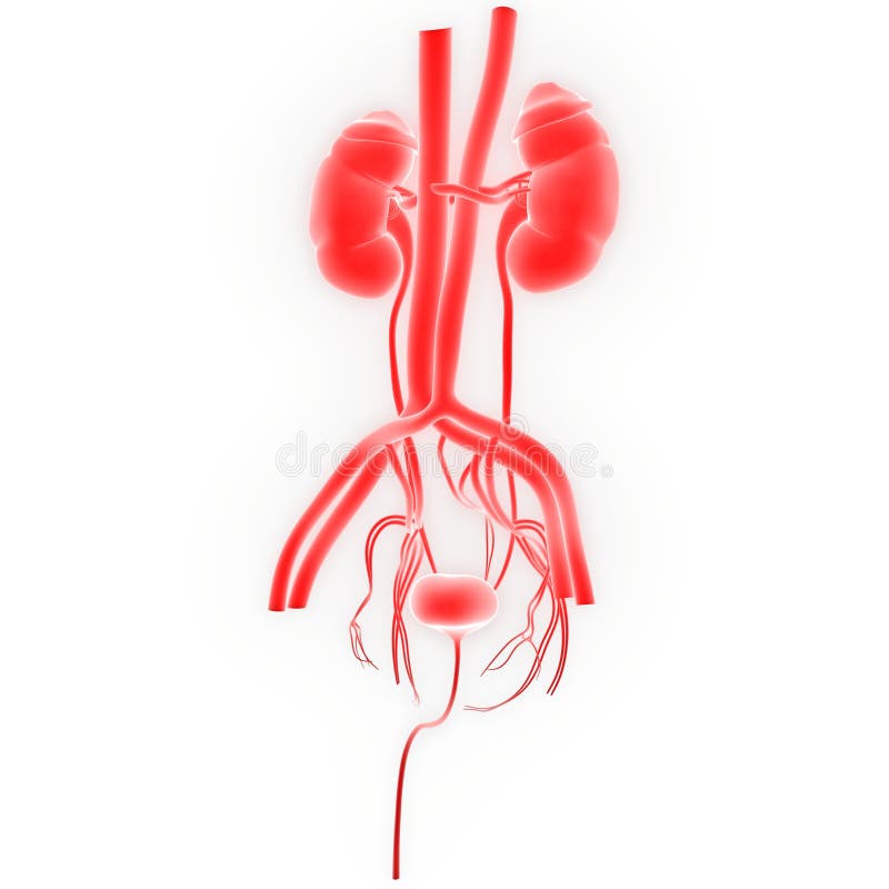 Human Internal Organs Urinary System Kidneys with Bladder Anatomy Stock ...