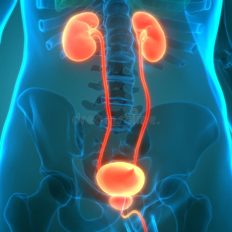 Human Internal Organs Urinary System Kidneys with Bladder Anatomy Stock ...