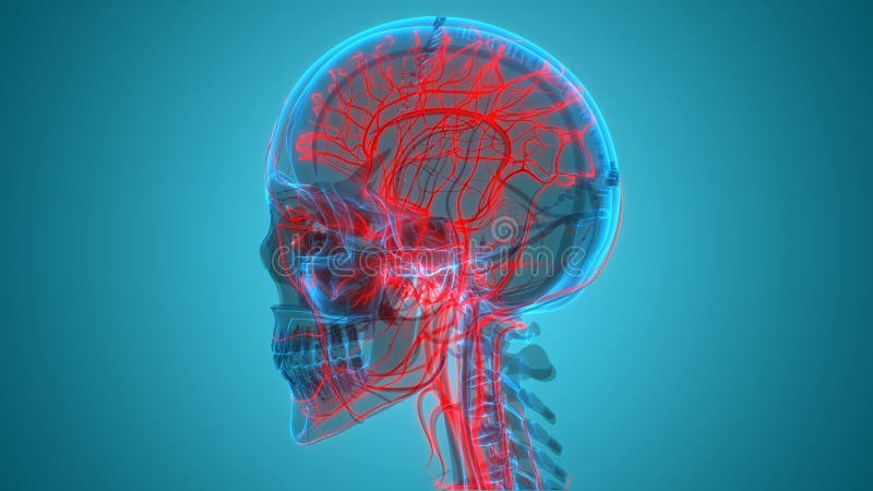 Human Skeleton System Bone Joints with Circulatory System Anatomy Stock ...