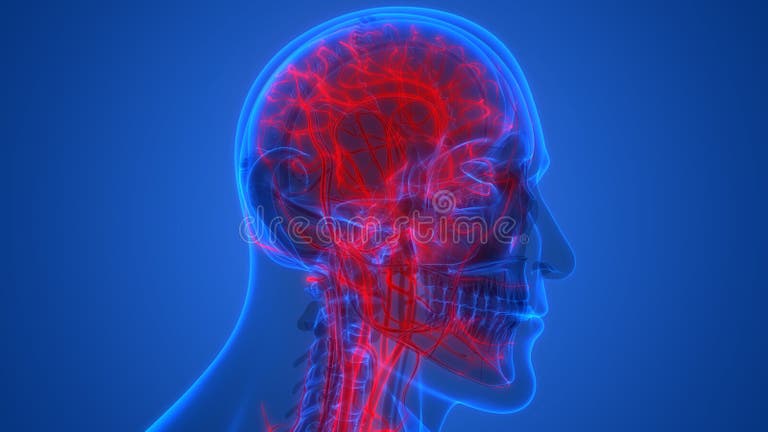 Human Skeleton System Bone Joints with Circulatory System Anatomy Stock ...