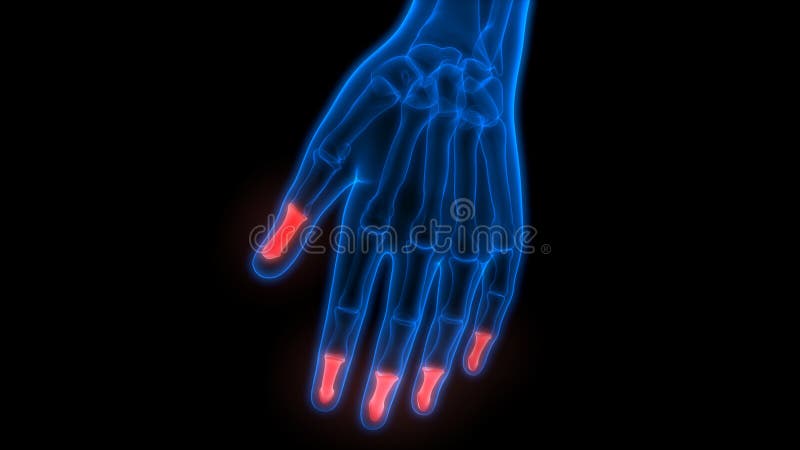 Human Skeleton System Distal Phalanges Joints Anatomy Stock ...