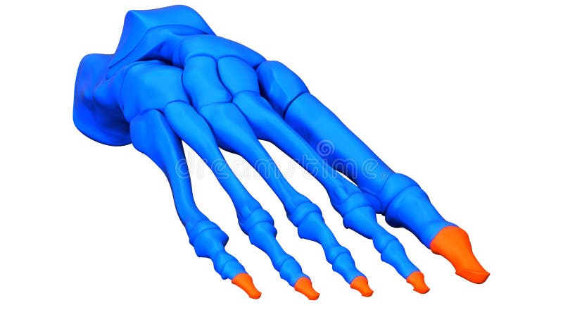 Human Skeleton System Foot Bone Joints Distal Phalanges Anatomy Stock ...