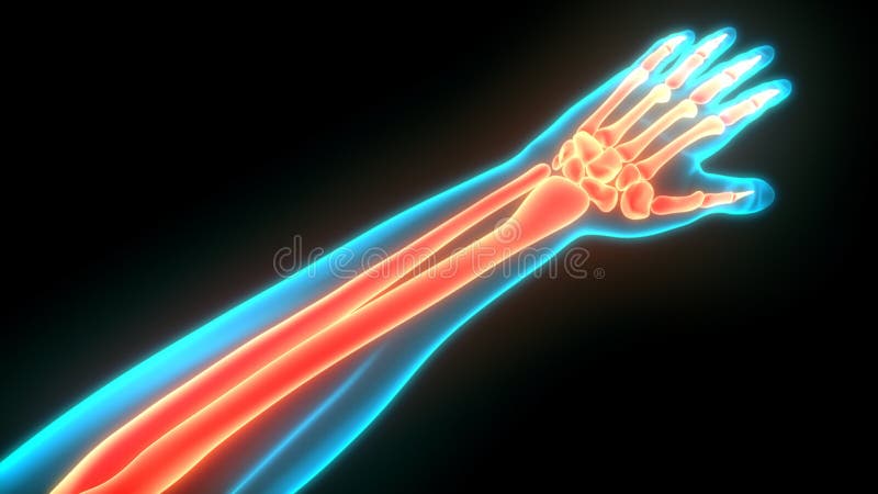 Human Skeleton System Hand Bone Joints Anatomy Stock Illustration ...