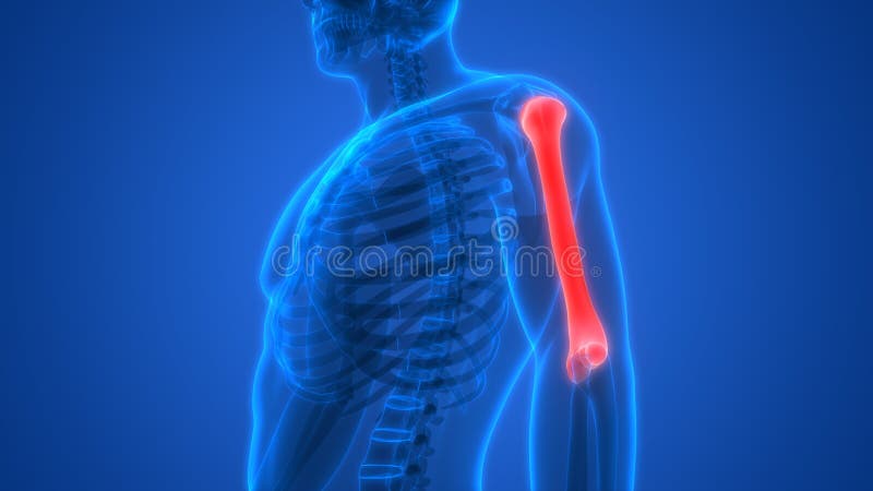 Human Skeleton System Humerus Bone Joints Anatomy Stock Illustration ...