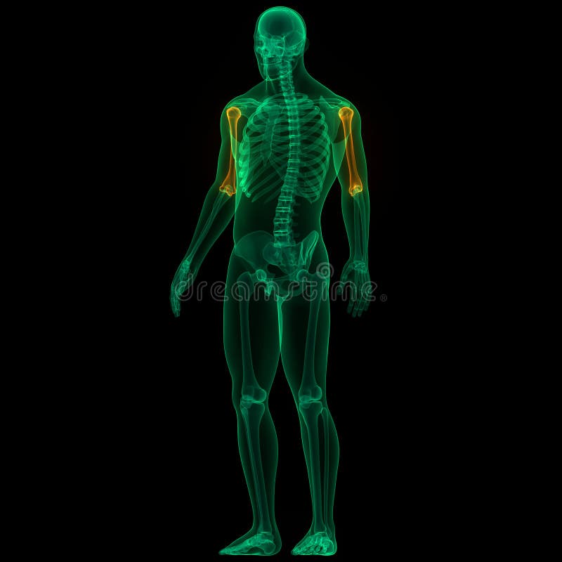 Human Skeleton System Humerus Bone Joints Anatomy Stock Illustration ...