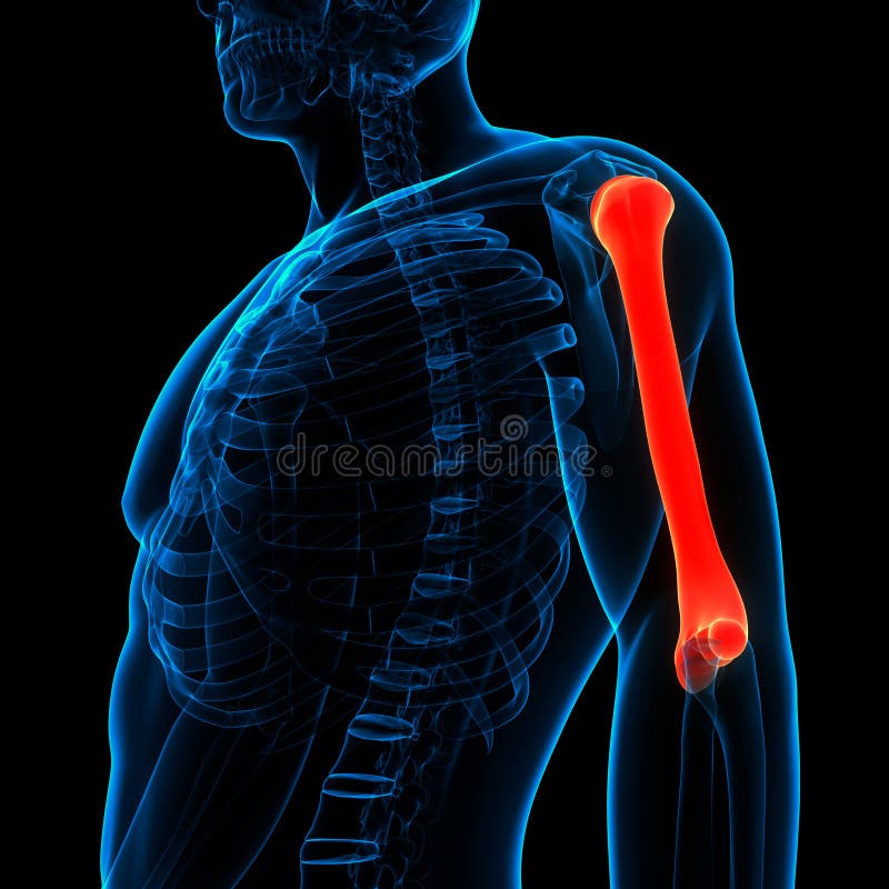 Human Skeleton System Humerus Bone Joints Anatomy Stock Illustration ...