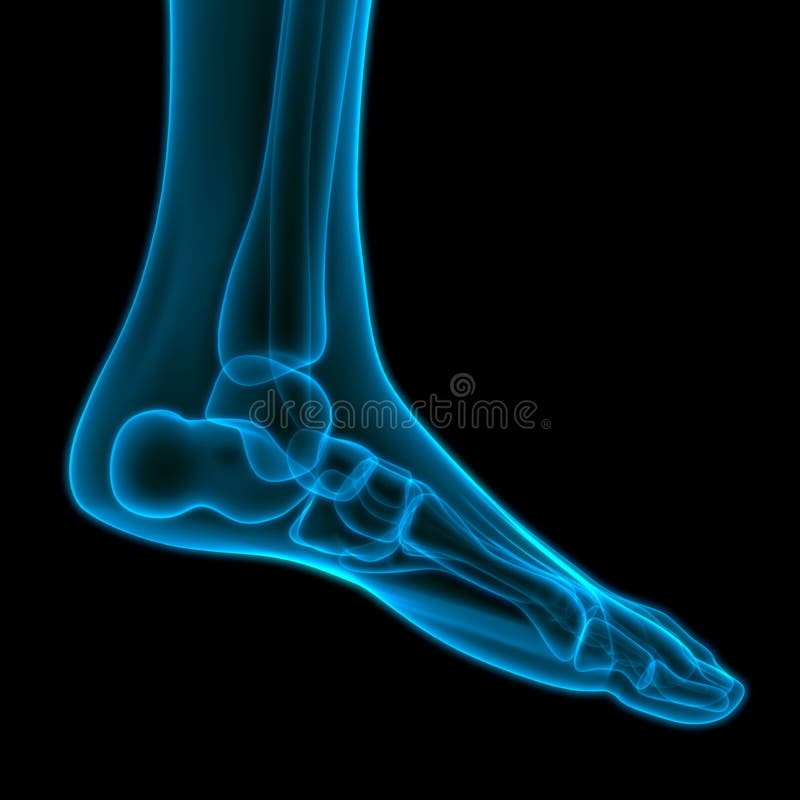 Human Skeleton System Leg Bone Joints Anatomy Stock Illustration ...