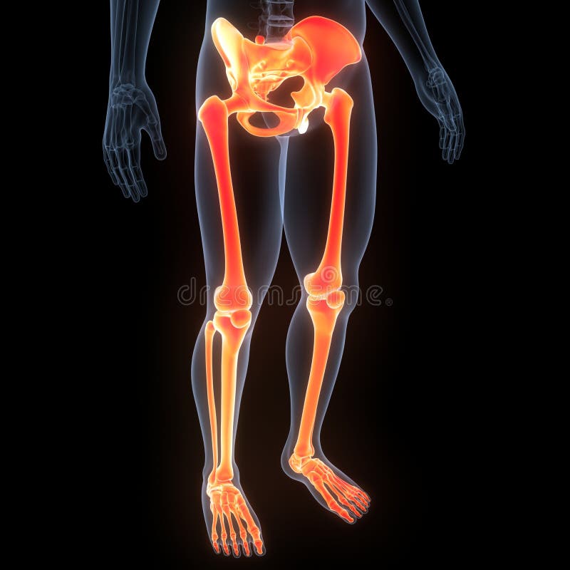 Lower Limbs Human Pelvis with Legs, Thighs Feet, Ankle Skeleton Front ...