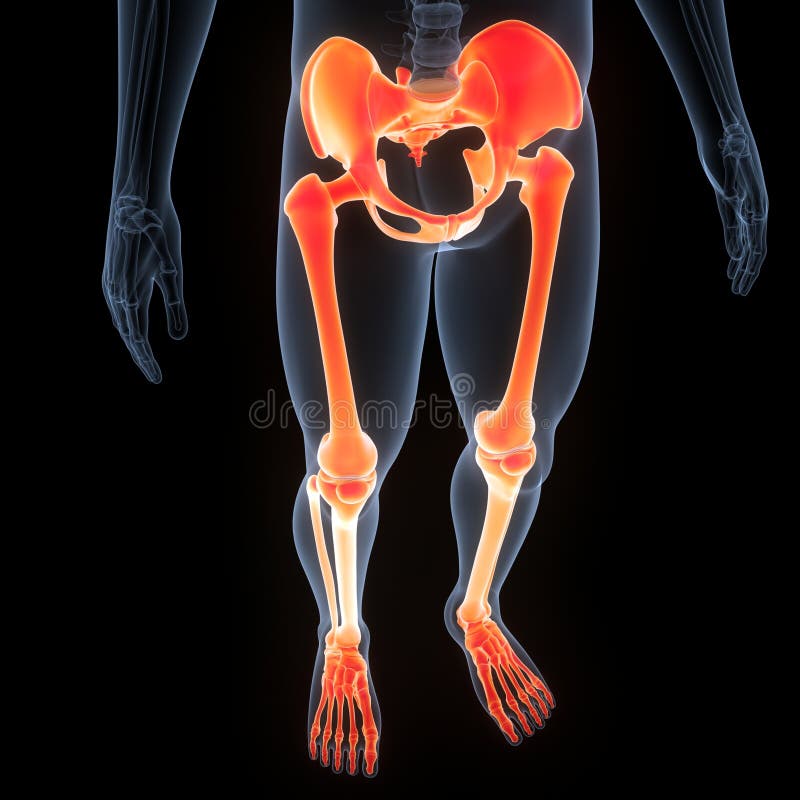 Human Skeleton System Lower Limbs Bone Joints Anatomy Stock ...