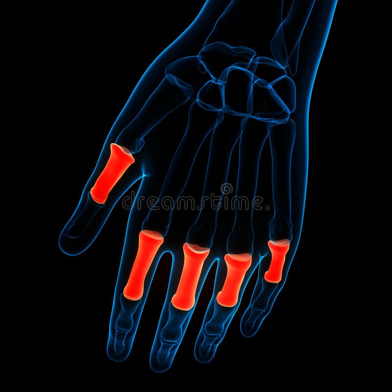 Human Skeleton System Proximal Phalanges Joints Anatomy Stock ...