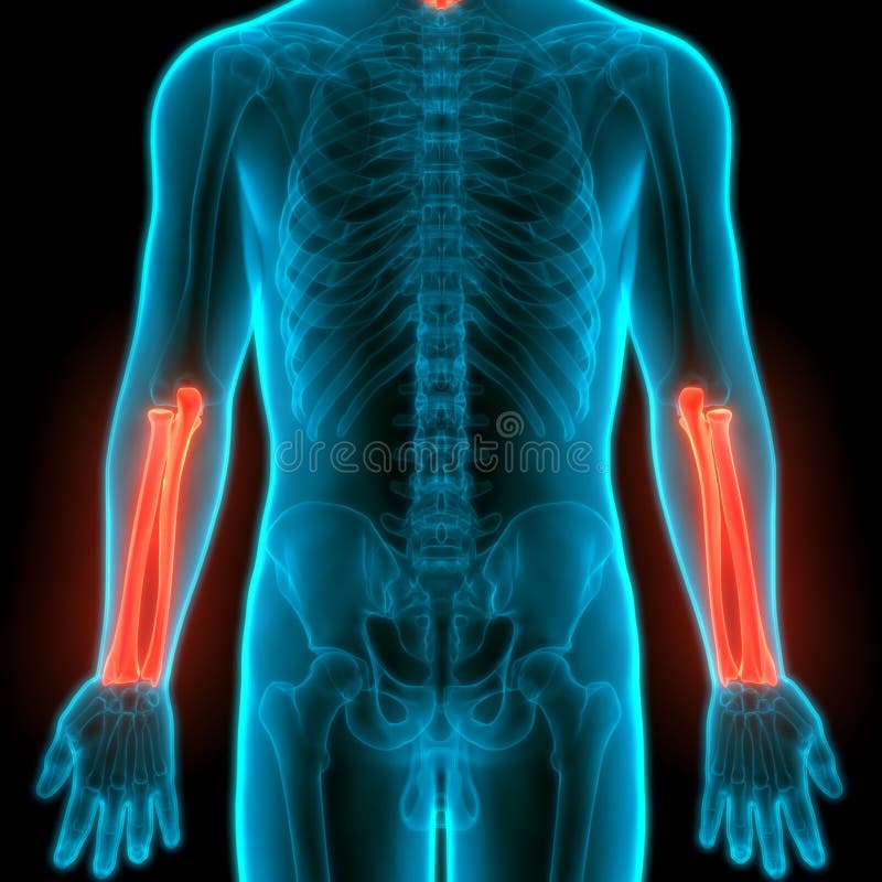 Human Skeleton System Radius and Ulna Bone Joints Anatomy Stock ...
