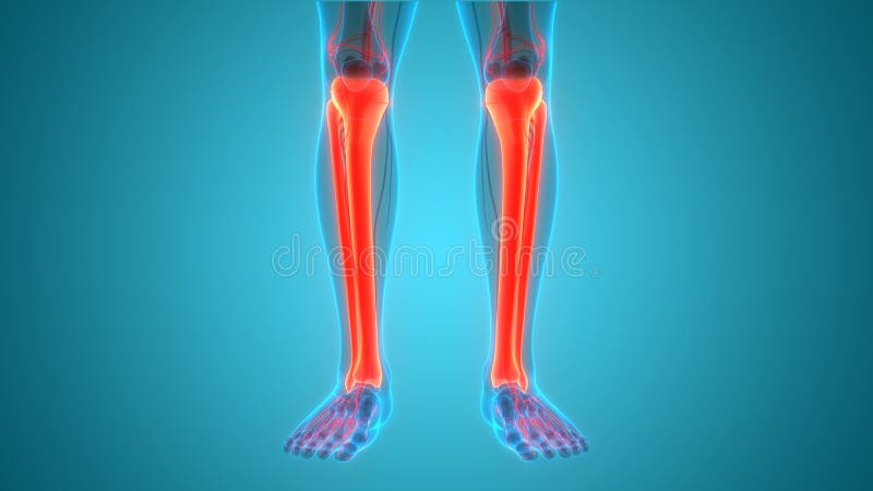 Human Skeleton System Tibia and Fibula Bone Joints Anatomy Stock ...
