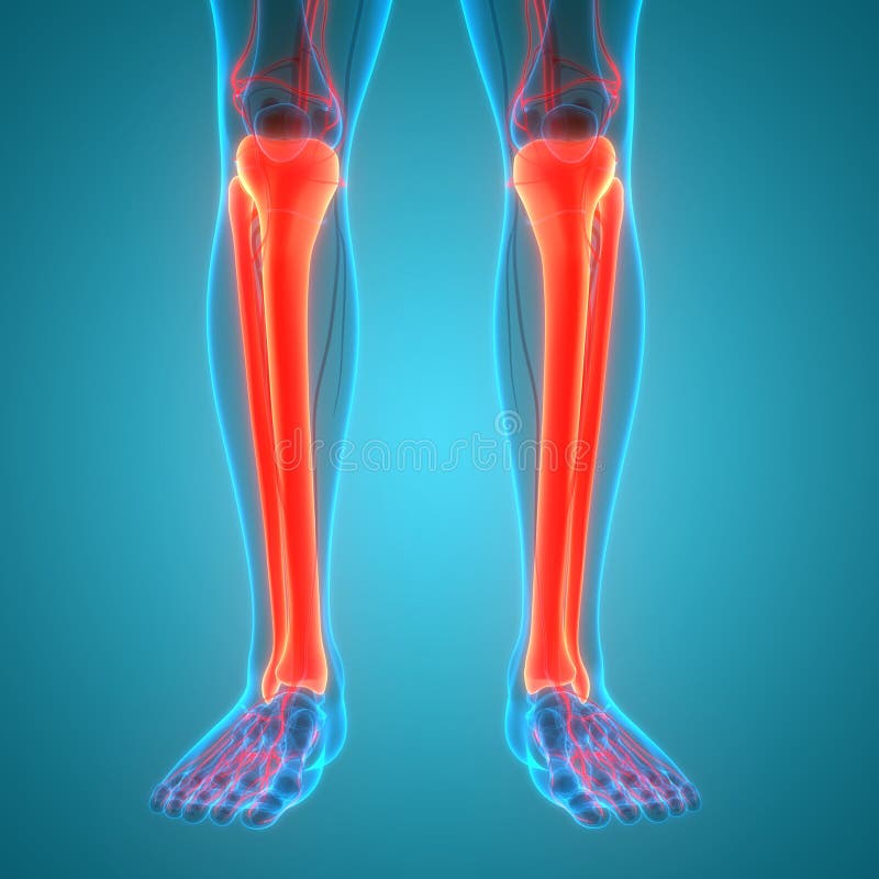 Human Skeleton System Tibia and Fibula Bone Joints Anatomy Stock ...
