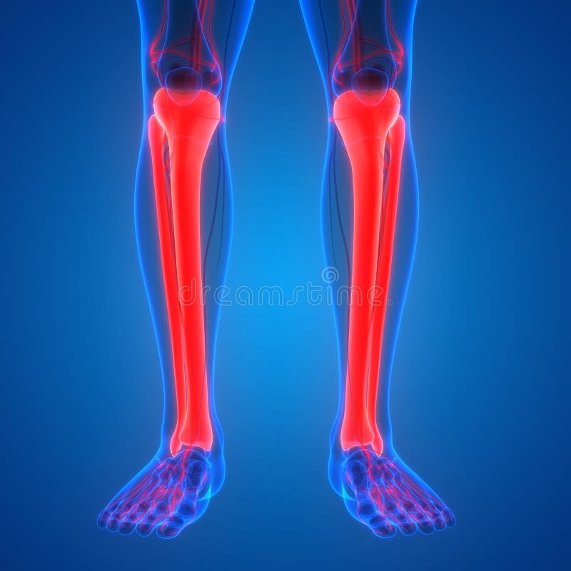 Human Skeleton System Tibia and Fibula Bone Joints Anatomy Stock ...