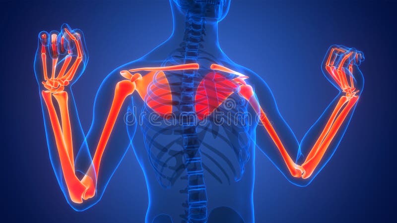 Anatomy Arm Bones 3d Model Bones Human Arm Anatomy PVC 3D Anatomical