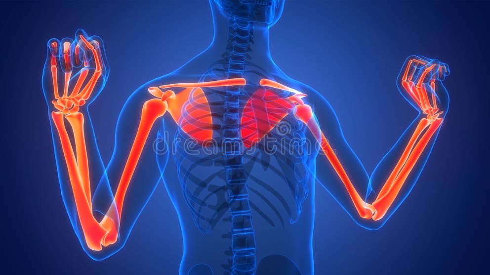 Upper Limb Anatomy Stock Illustrations – 456 Upper Limb Anatomy Stock ...