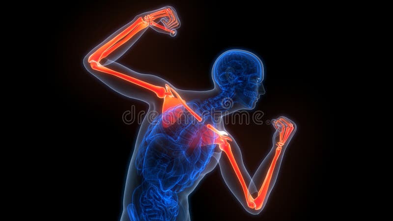 Skeleton Hip Bone Anatomy Stock Illustrations – 7,797 Skeleton Hip Bone ...