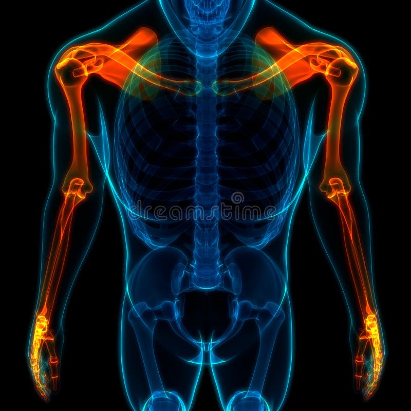 Upper Limbs of Human Skeleton System Anatomy X-ray 3D Rendering Stock ...