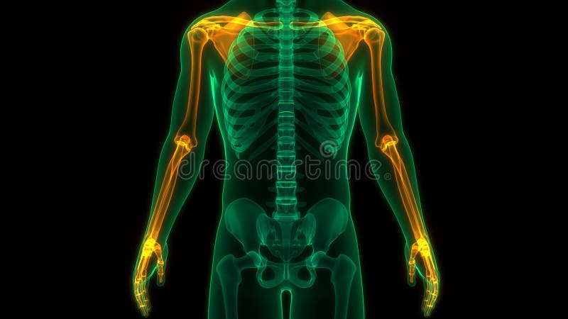 Upper Limbs of Human Skeleton System Anatomy X-ray 3D Rendering Stock ...