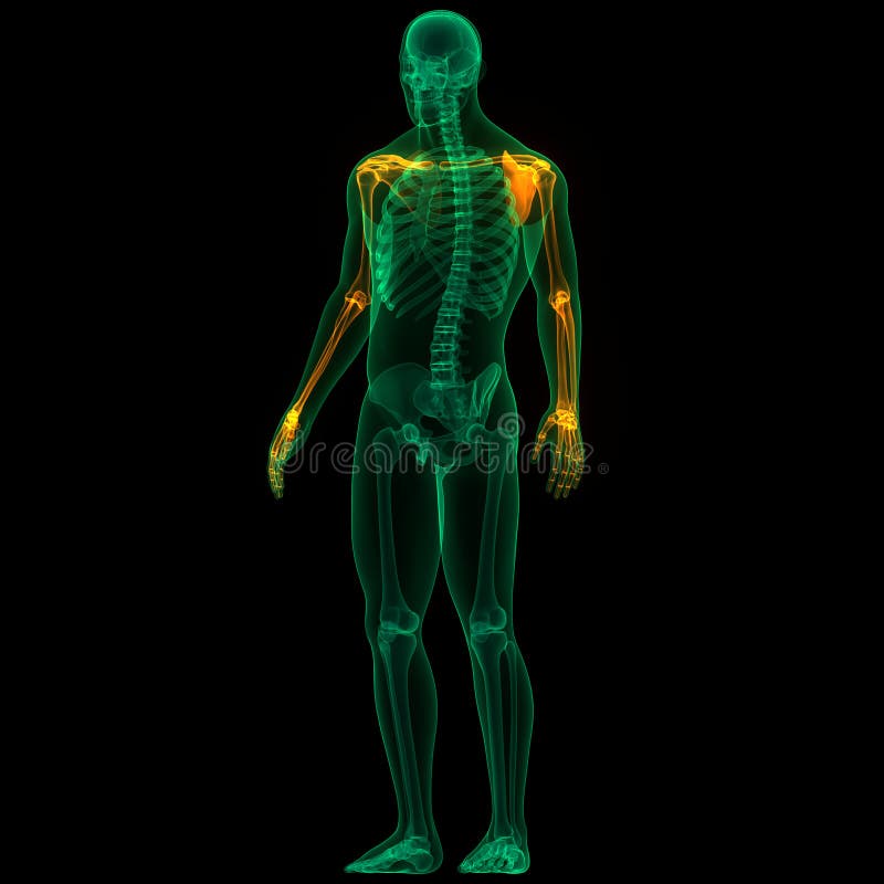 Human Skeleton System Upper Limbs Bone Joints Anatomy Stock ...