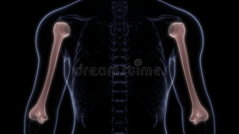Humerus Bone Joints of Human Skeleton System Anatomy X-ray 3D Rendering ...