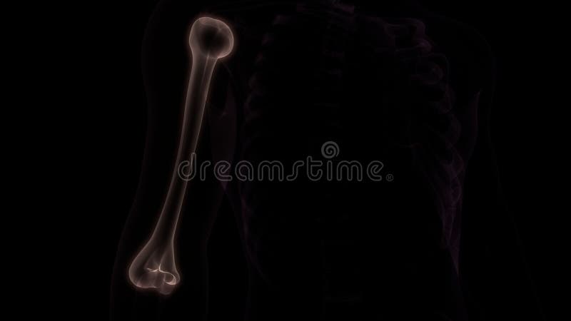 Humerus Bone Joints of Human Skeleton System Anatomy X-ray 3D Rendering ...