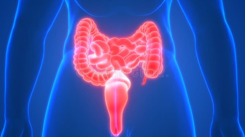 Intestine a Part of Human Digestive System Anatomy X-ray 3D Rendering ...