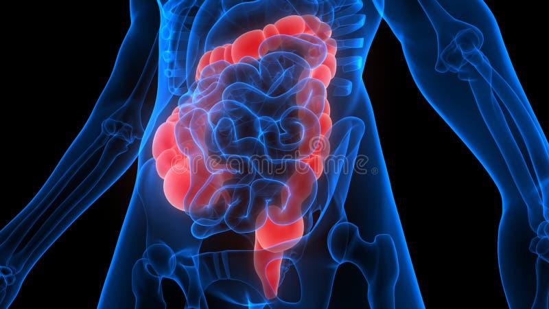 Large Intestine a Part of Human Digestive System Anatomy X-ray 3D ...