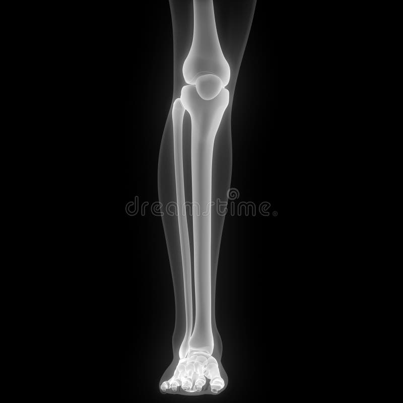 Leg Bone Joints of Human Skeleton System Anatomy X-ray 3D Rendering ...