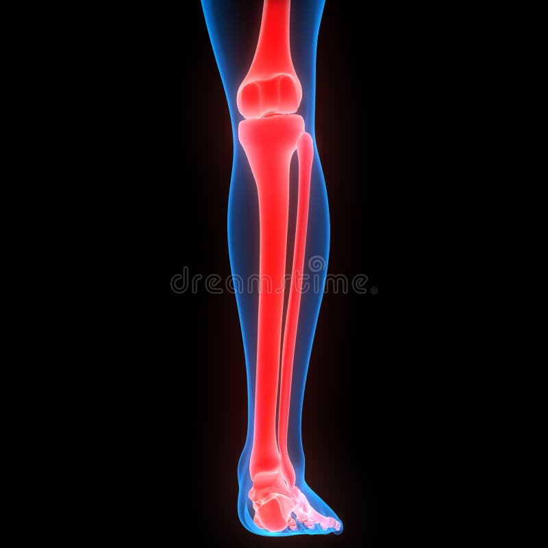 Leg Bone Joints of Human Skeleton System Anatomy X-ray 3D Rendering ...
