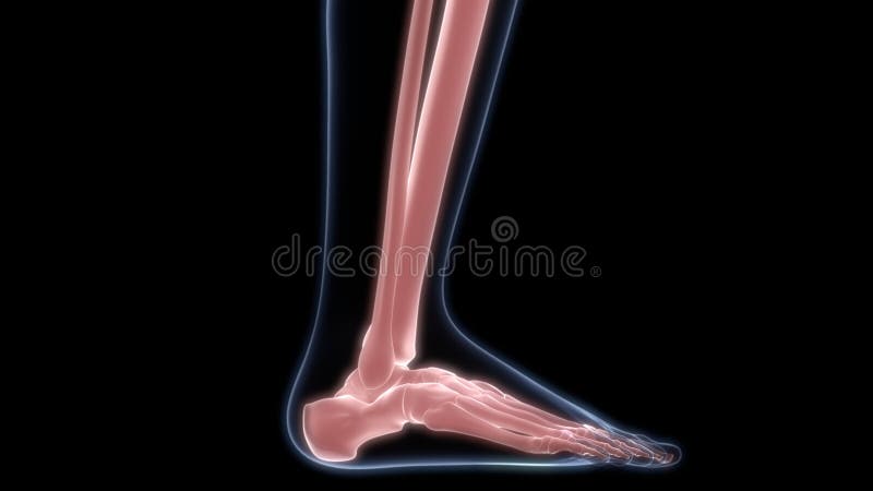 Leg Bone Joints of Human Skeleton System Anatomy X-ray 3D Rendering ...