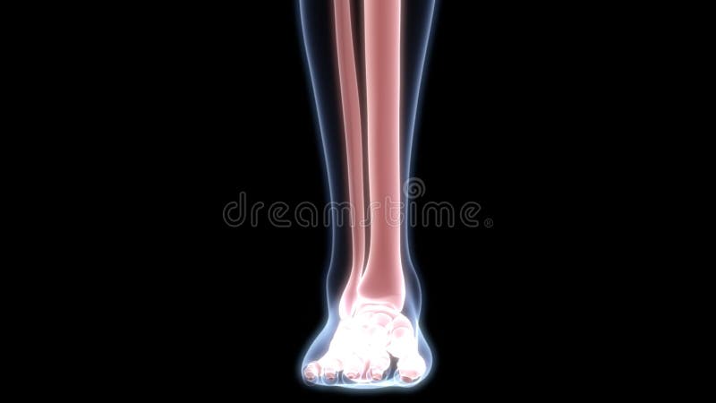 Leg Bone Joints of Human Skeleton System Anatomy X-ray 3D Rendering ...