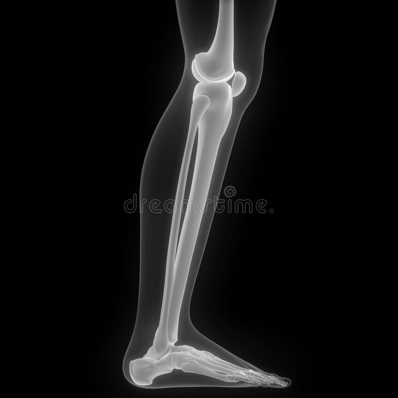 Leg Bone Joints of Human Skeleton System Anatomy X-ray 3D Rendering ...