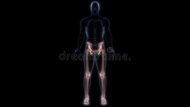 Lower Limbs of Human Skeleton System Anatomy X-ray 3D Rendering Stock ...