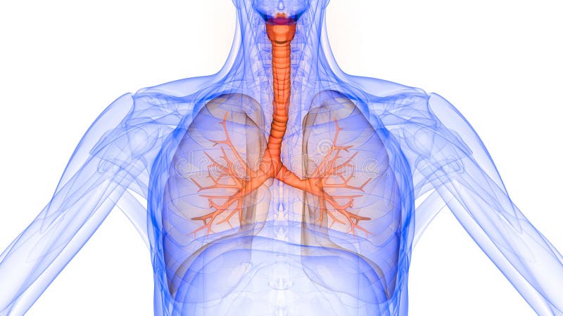 Respiratory System Without Labels 3d
