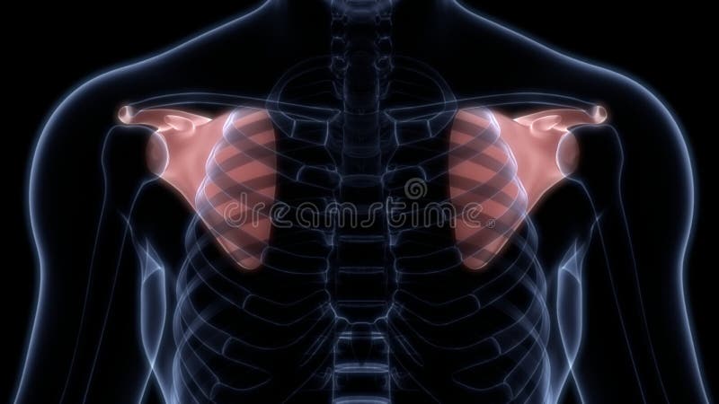 Scapula Bone Joints of Human Skeleton System Anatomy X-ray 3D Rendering ...