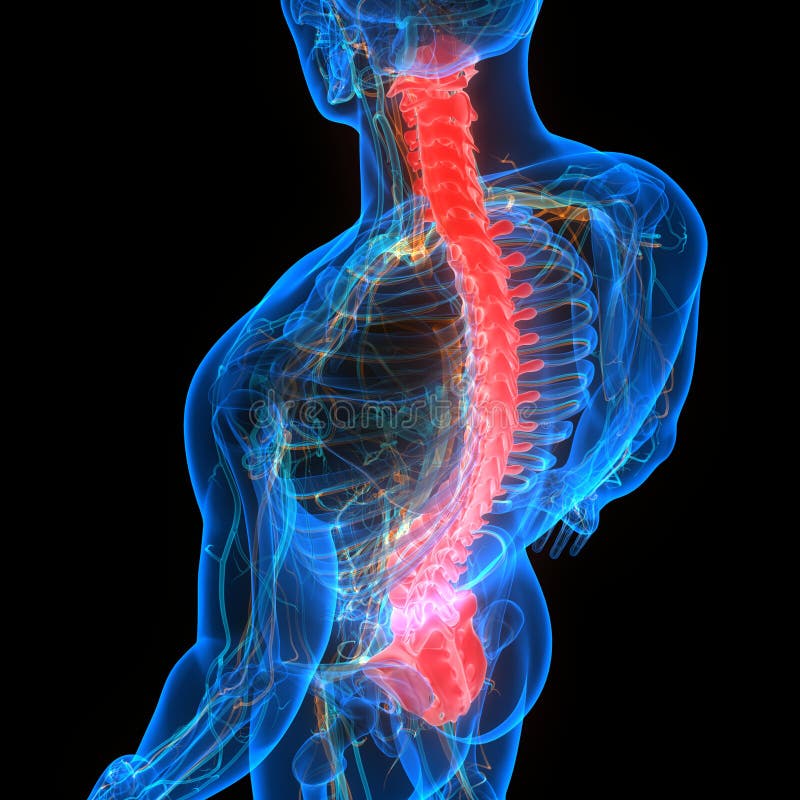 Spinal Cord Vertebral Column Of Human Skeleton System Anatomy Stock