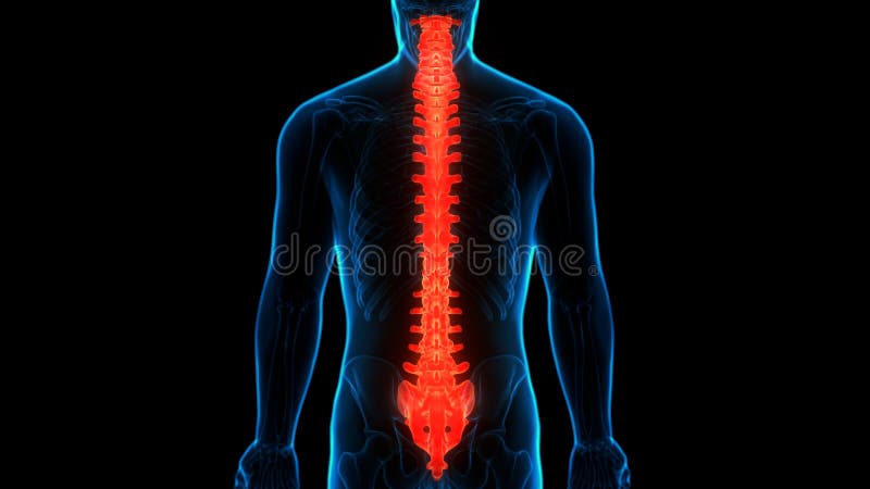 Spinal Cord Vertebral Column Of Human Skeleton System Anatomy Stock